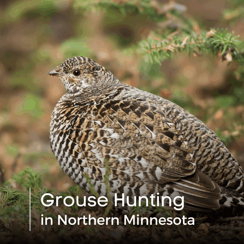 Grouse Hunting in Northern Minnesota near Lake Kabetogama